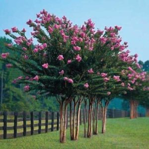 Crespón – Jardín Chile