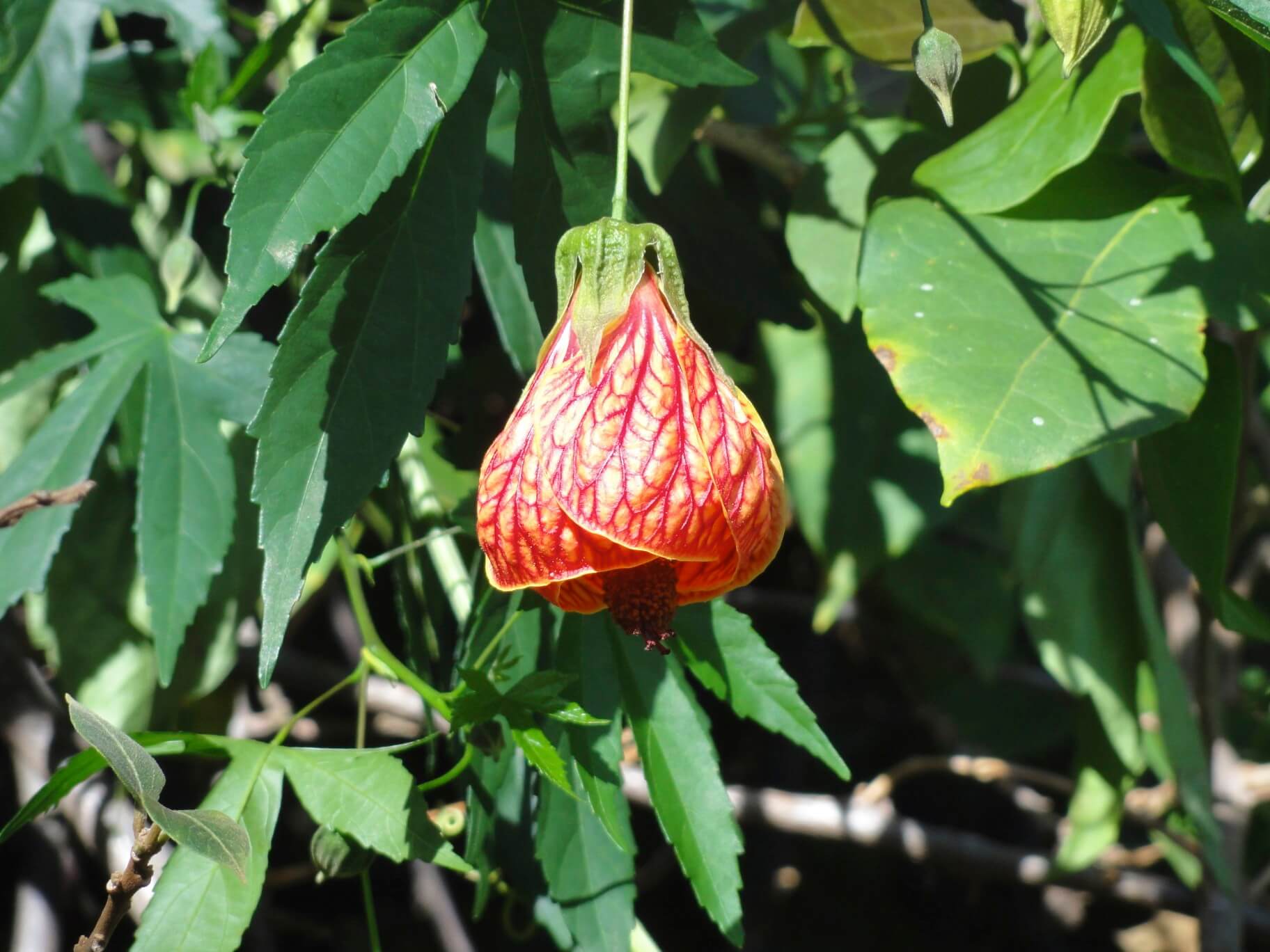Abutilón – Jardín Chile