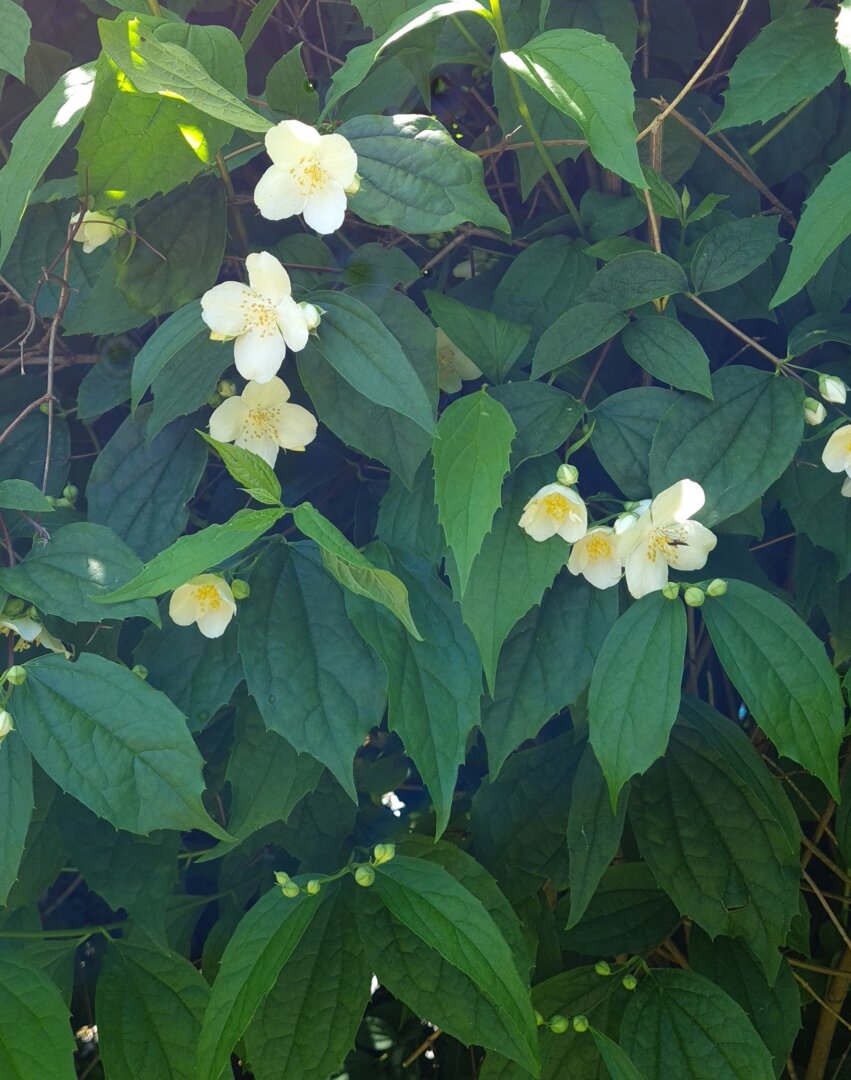 Celindo – Jardín Chile