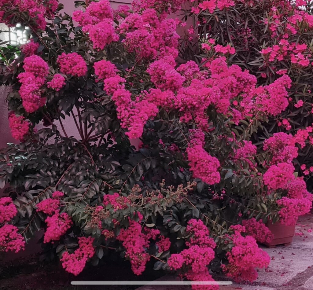 Crespón – Jardín Chile